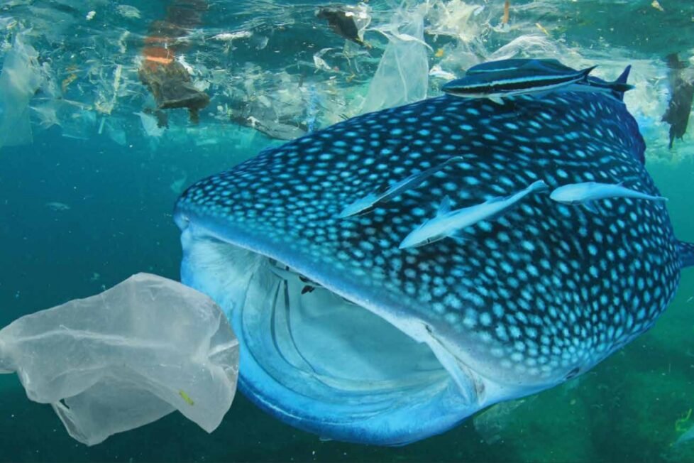 WWF: basta plastica nel mare! - Le News